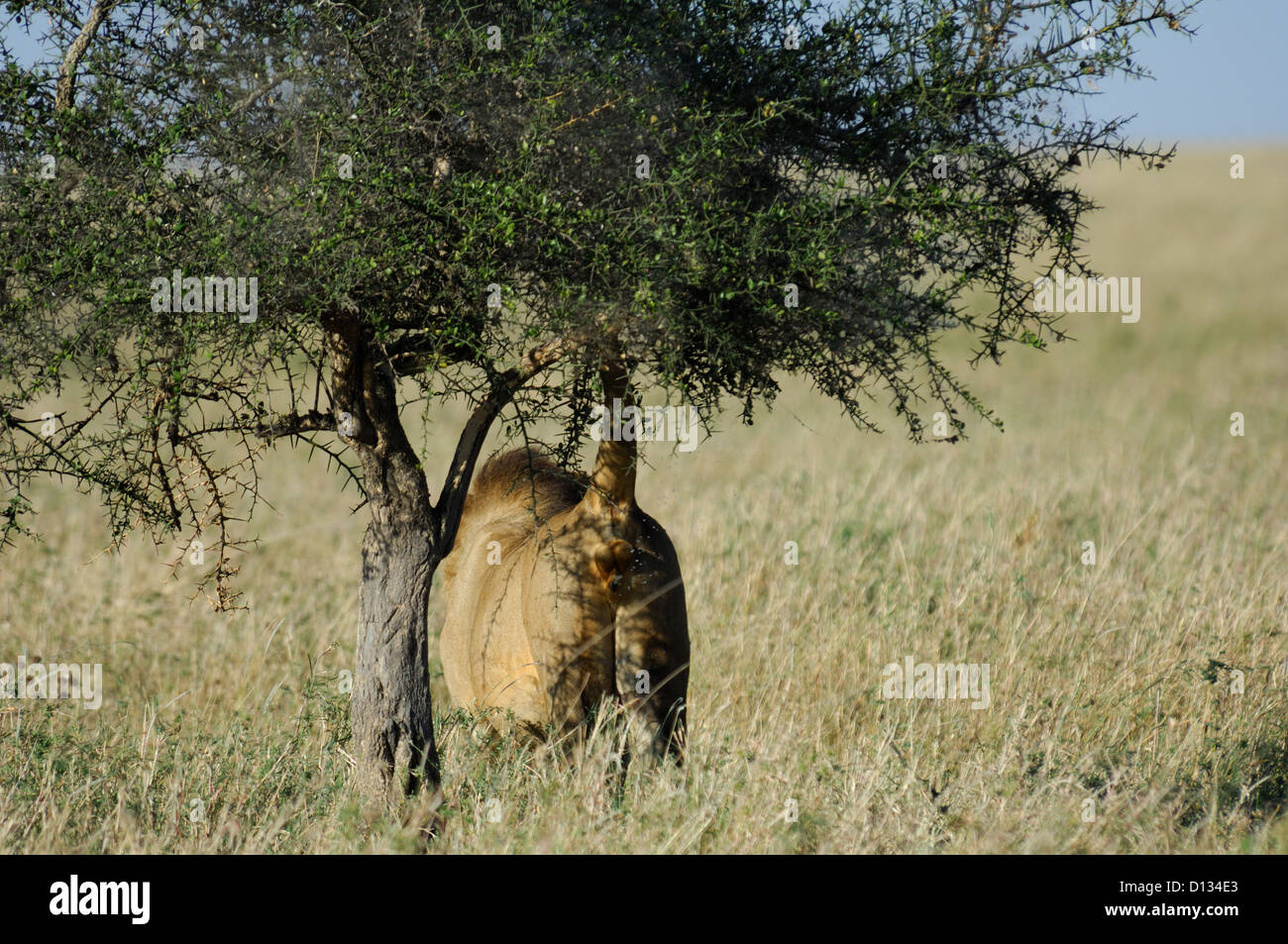 Male African lion (Panthera leo) marking his territory with urine in ...