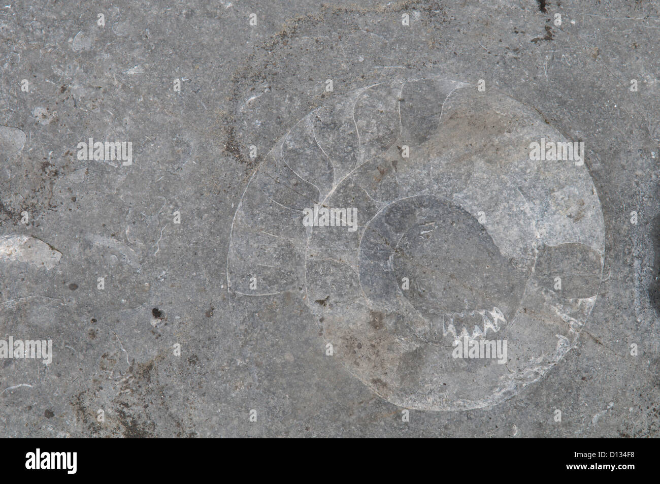 Ammonite fossils on rocky foreshore in Monmouth Beach, Chippel Bay ...