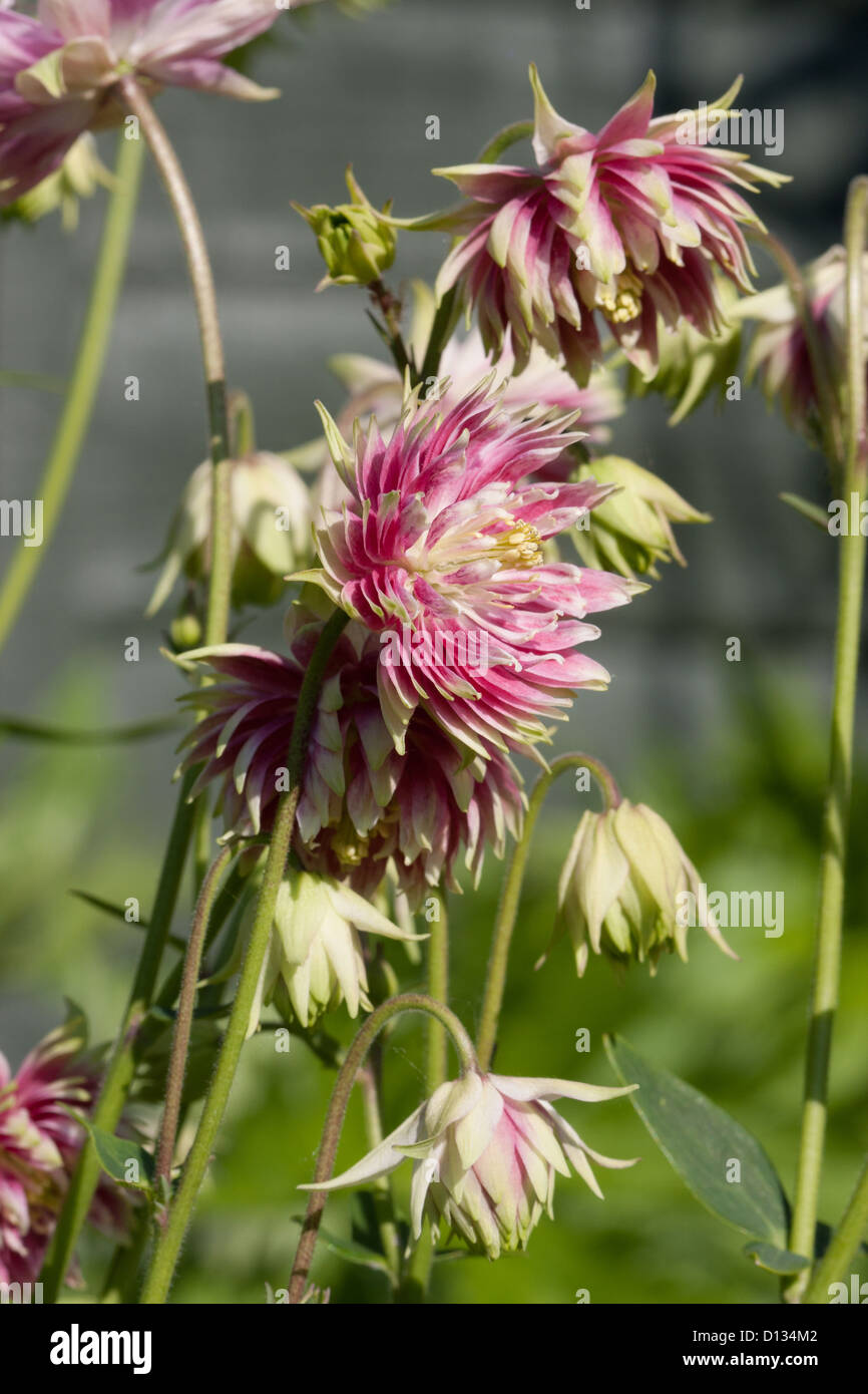 Double flowering hi-res stock photography and images - Alamy