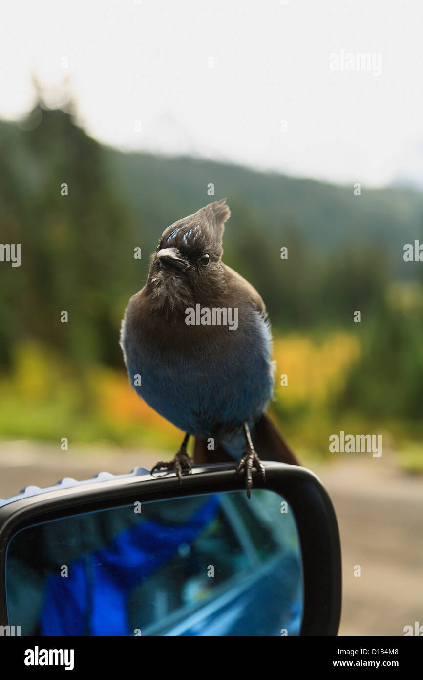 Friendly Stellar's Jay (Cyanocitta Stelleri) Near Paradise Lodge In ...