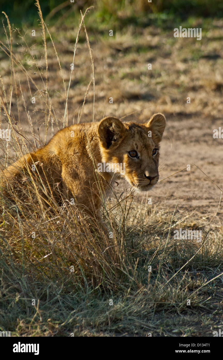 African lion cub (Panthera leo) in the Masai Mara Reserve Kenya Africa ...
