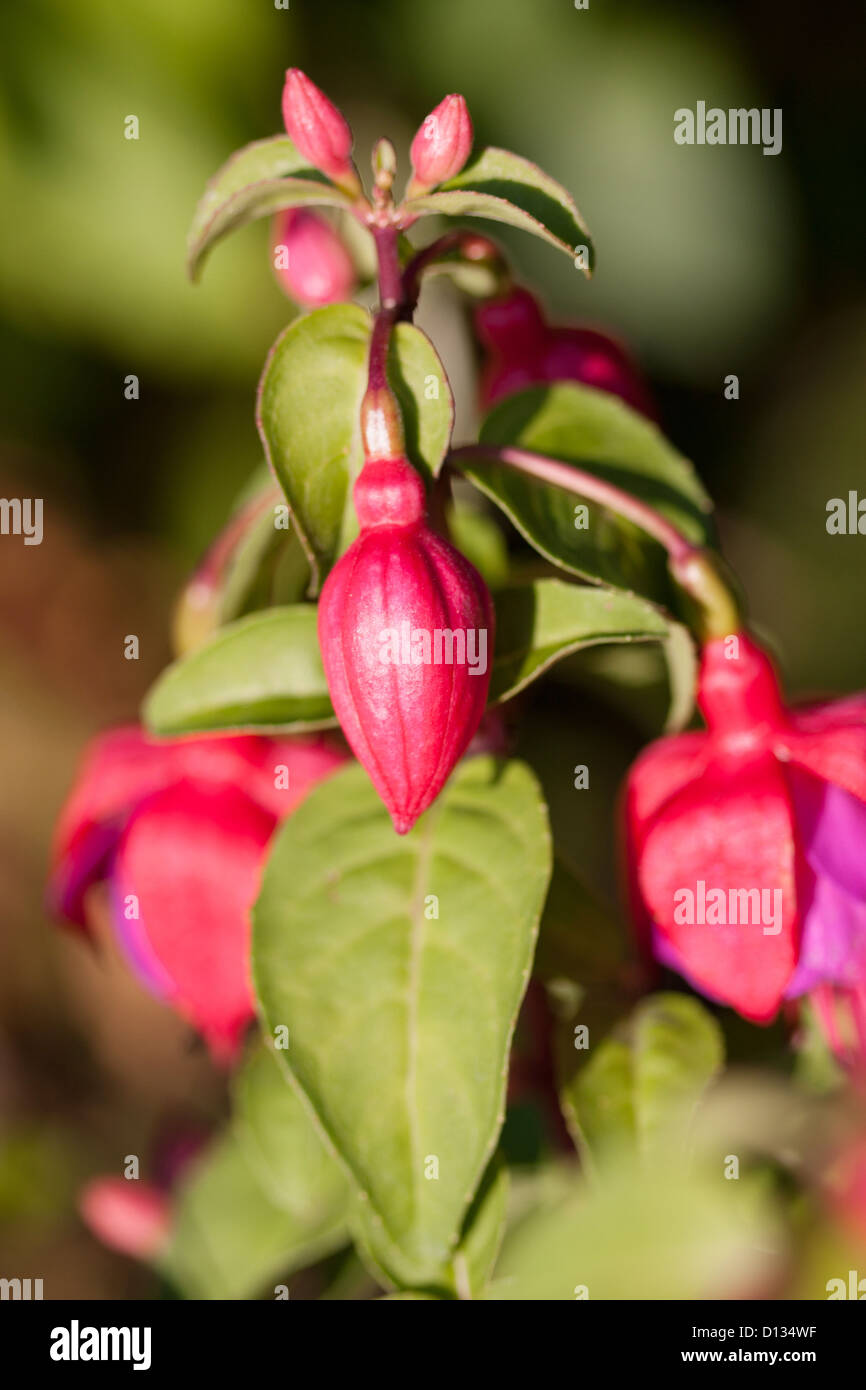 pgmle2406 4335 close up of closed fuchsia in bud Stock Photo - Alamy
