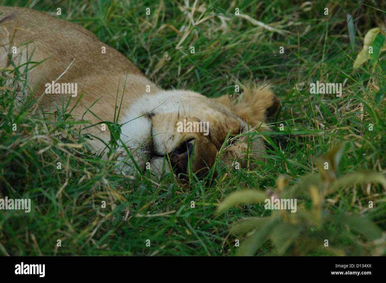 African lioness (Panthera leo) sleeping in the Masai Mara Reserve Kenya ...
