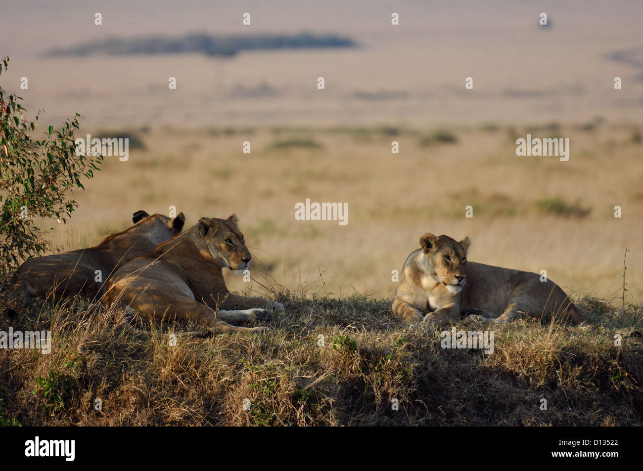 African lionesses (Panthera leo) resting in the Masai Mara Reserve ...