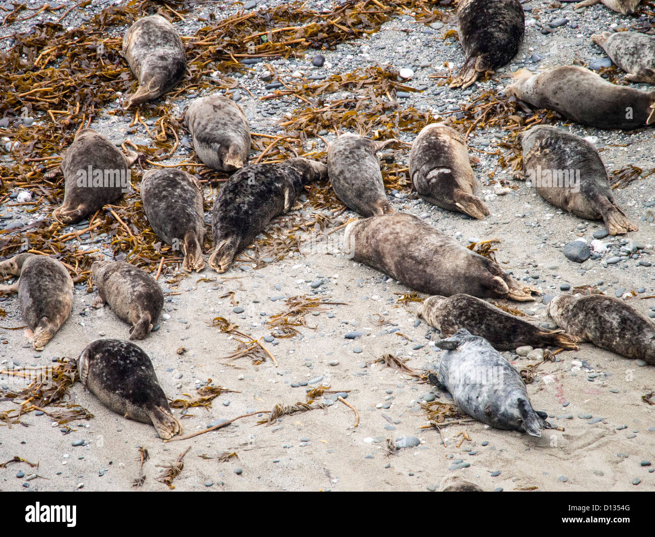Cornwall beach wildlife seals hi-res stock photography and images - Alamy