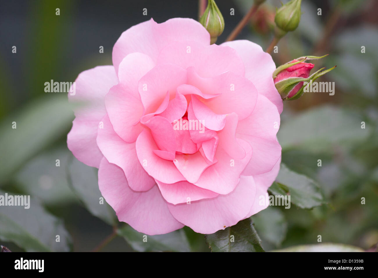Rosa Anne Boleyn Rose Stock Photo - Alamy