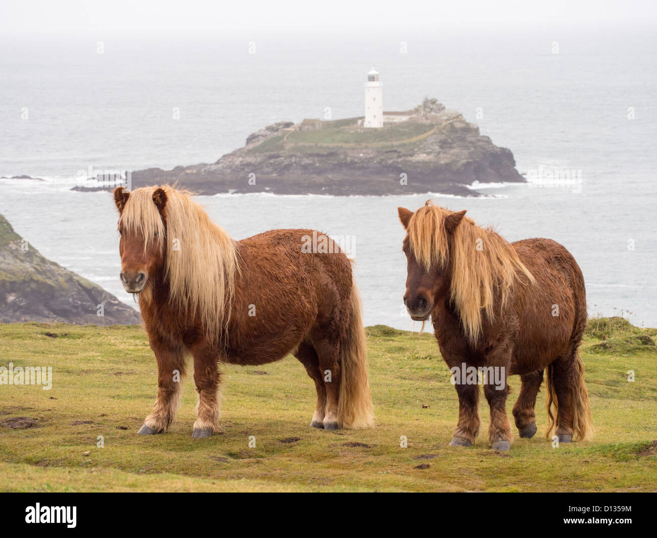 Conservation grazing hi-res stock photography and images - Alamy