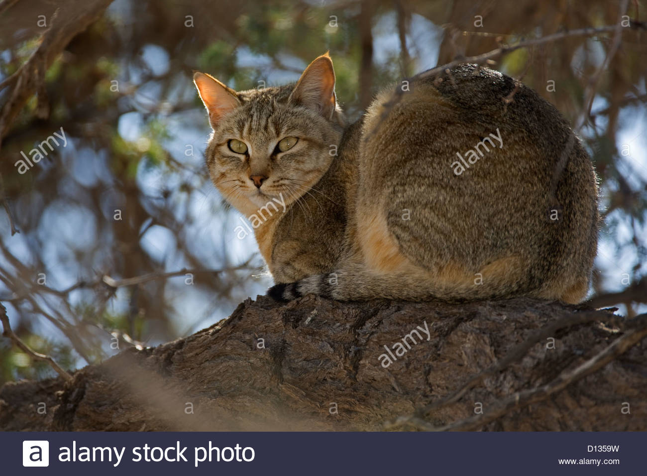 African Wildcat Felis Silvestris Lybica High Resolution Stock ...