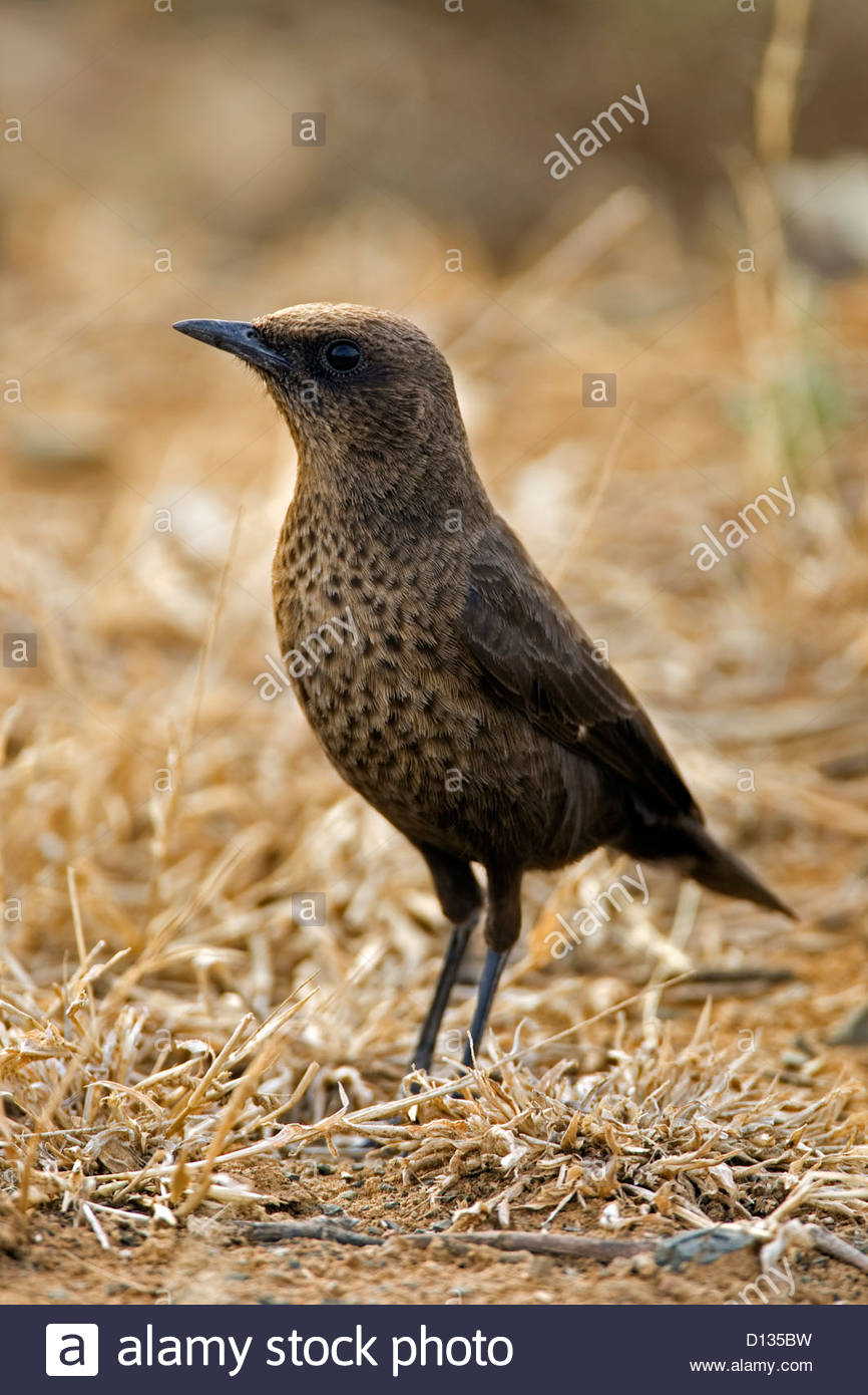 Ant Eating High Resolution Stock Photography and Images - Alamy