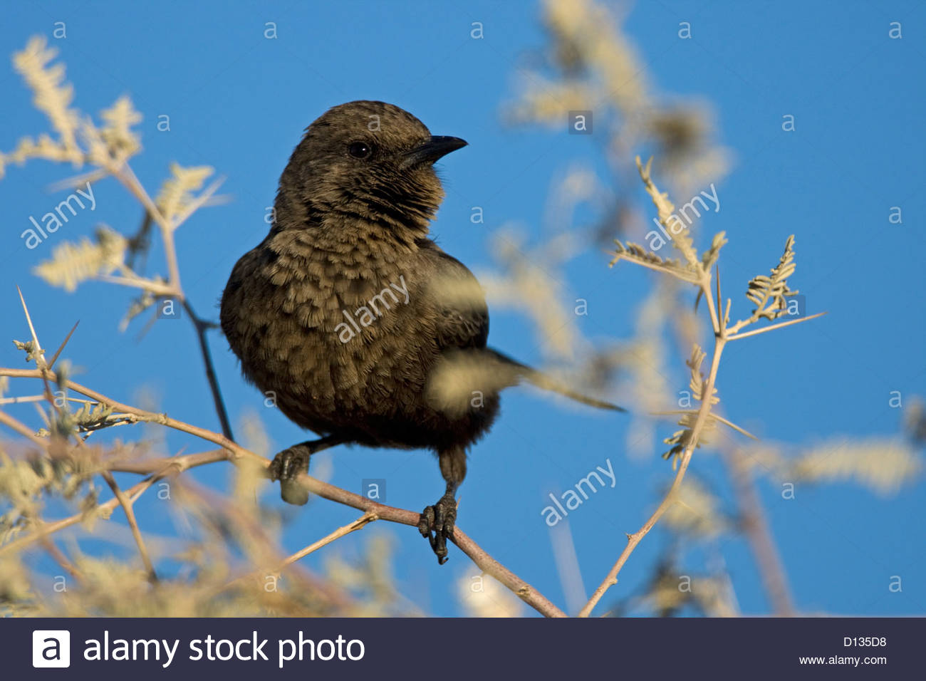 Ant Eating High Resolution Stock Photography and Images - Alamy