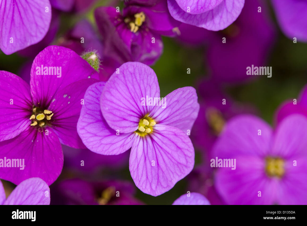 close up of Aubretia flowers Stock Photo - Alamy