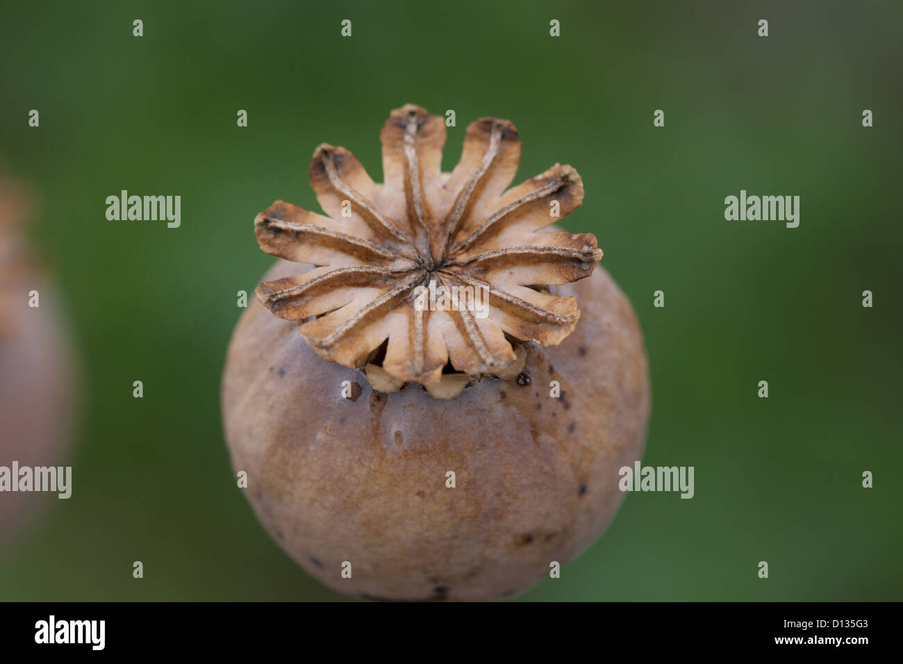 gmlg1308 2148 papaver close up of poppy seed pod from above Stock Photo ...