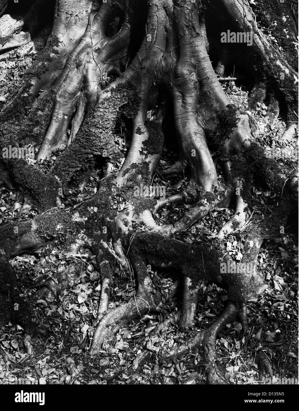 Gnarly Black and White Stock Photos & Images - Alamy