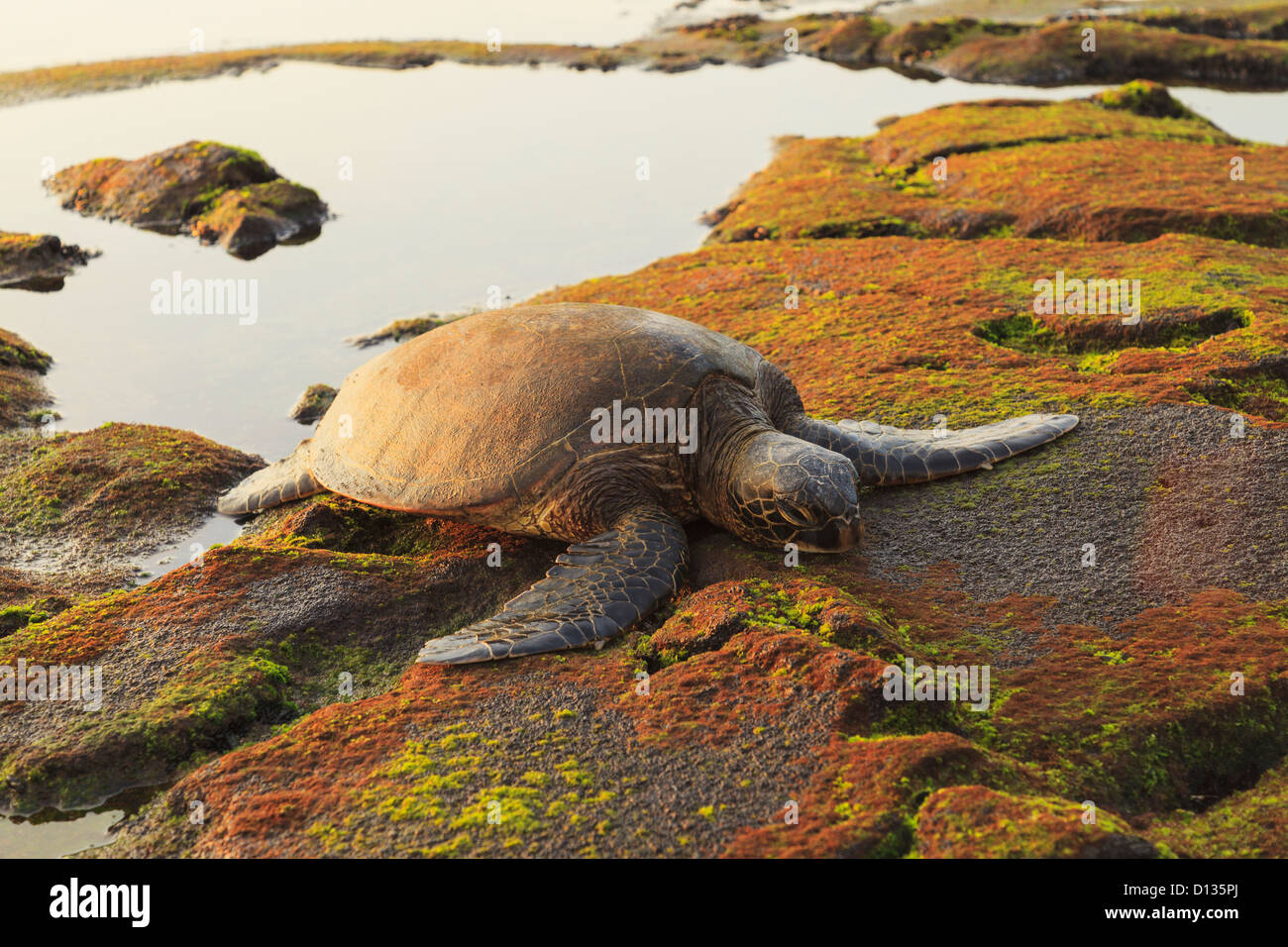 Kona hawaii sea turtles hi-res stock photography and images - Alamy