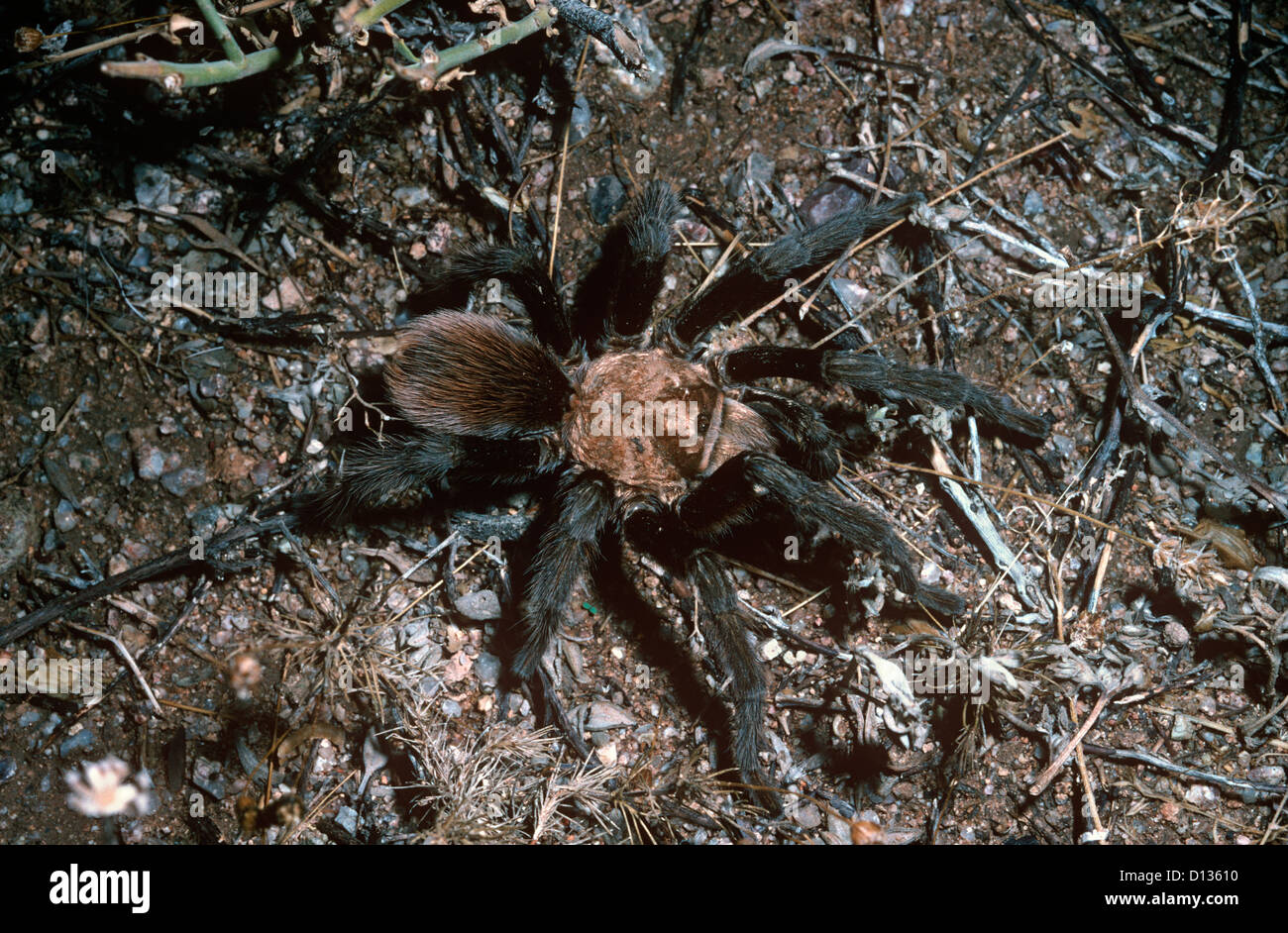 Mexican / Arizona blond / Western desert tarantula (Aphonopelma ...