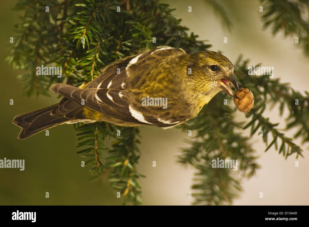 An adult female white-winged crossbill uses its specialized bill to ...
