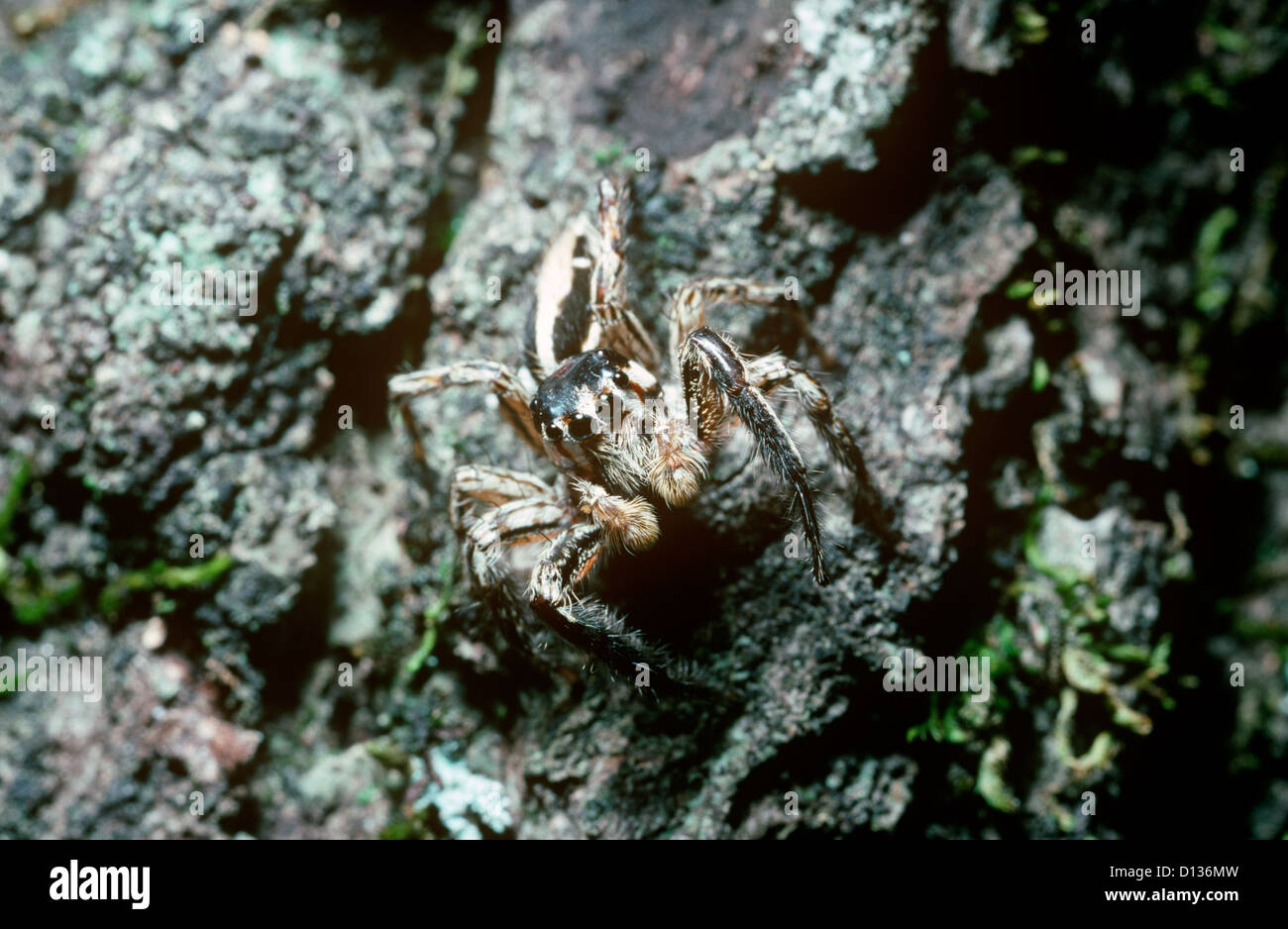 Pantropical jumper, spider (Plexippus paykulli: Salticidae) male on a ...