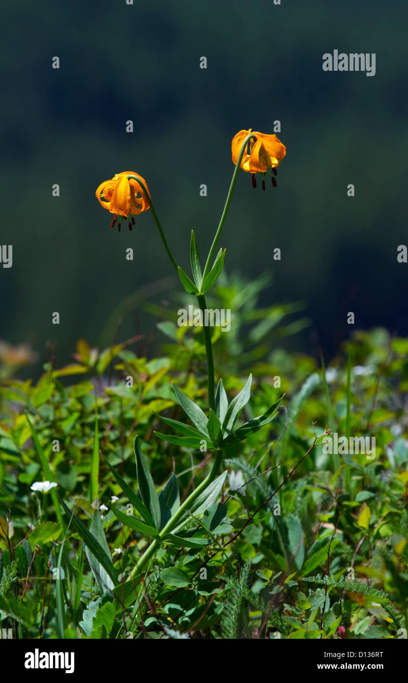 Alpine meadow flowers hi-res stock photography and images - Alamy