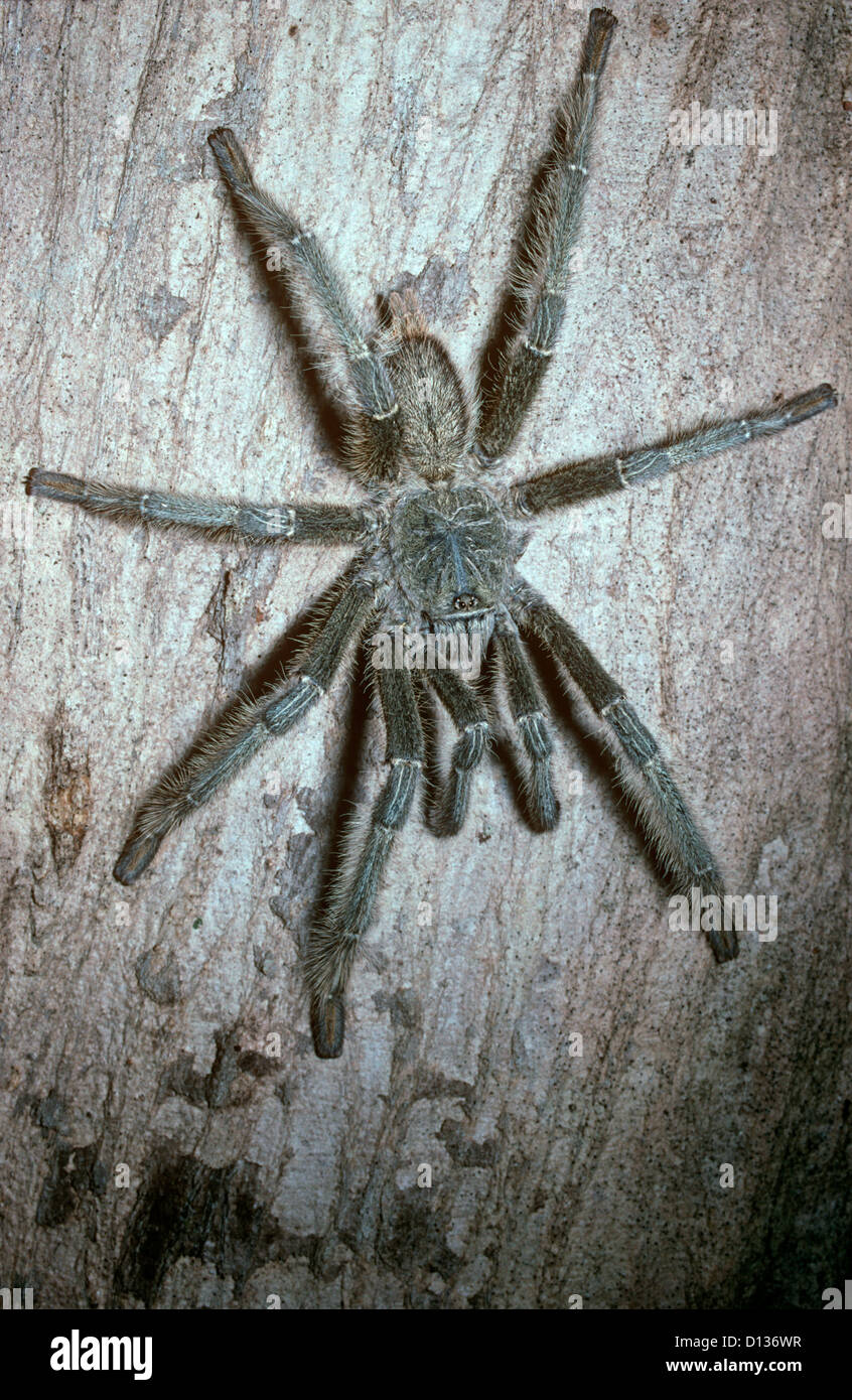 Arachnid spiders tree trunk hi-res stock photography and images - Alamy