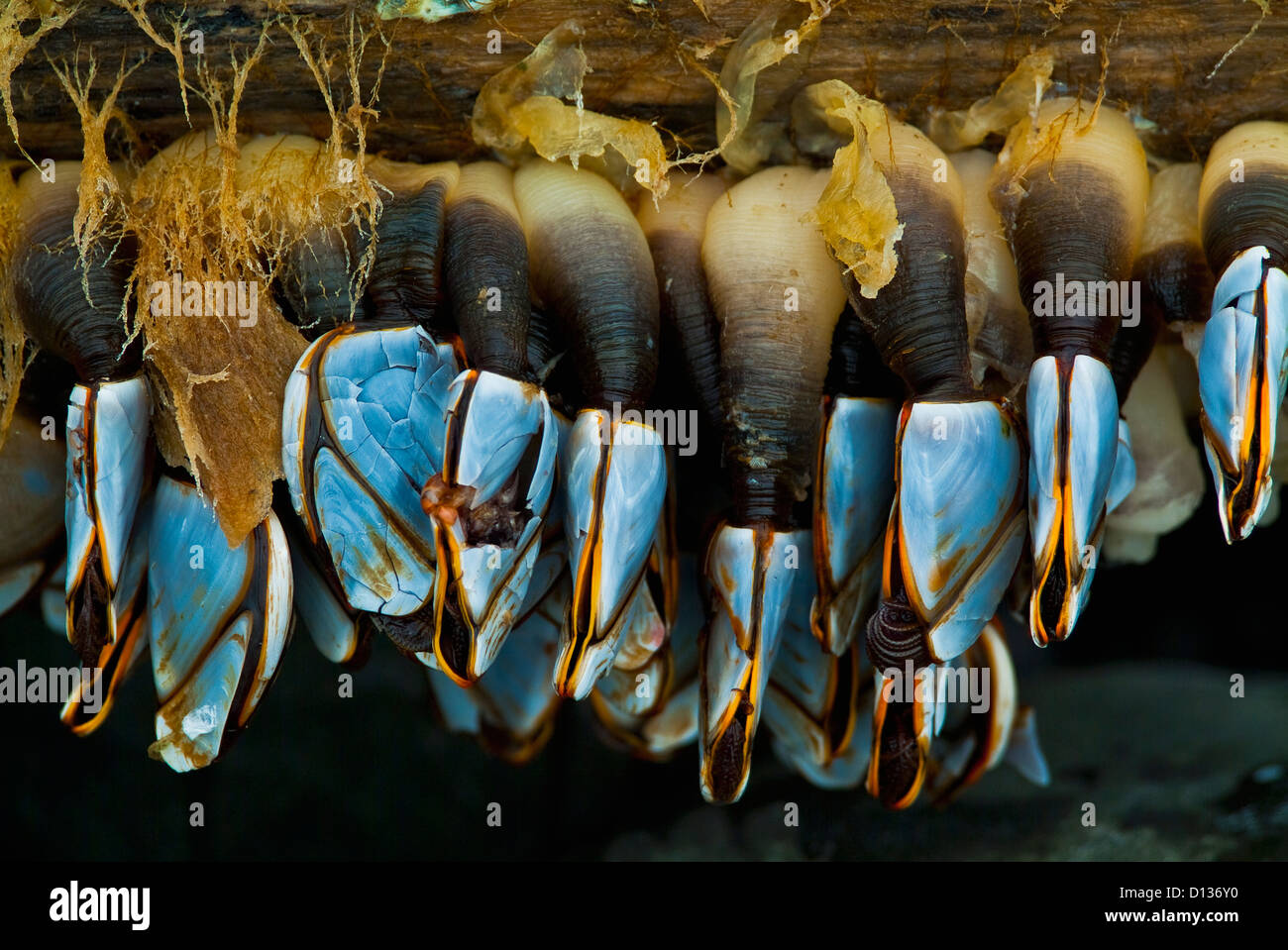 Gooseneck barnacles pacific hi-res stock photography and images - Alamy