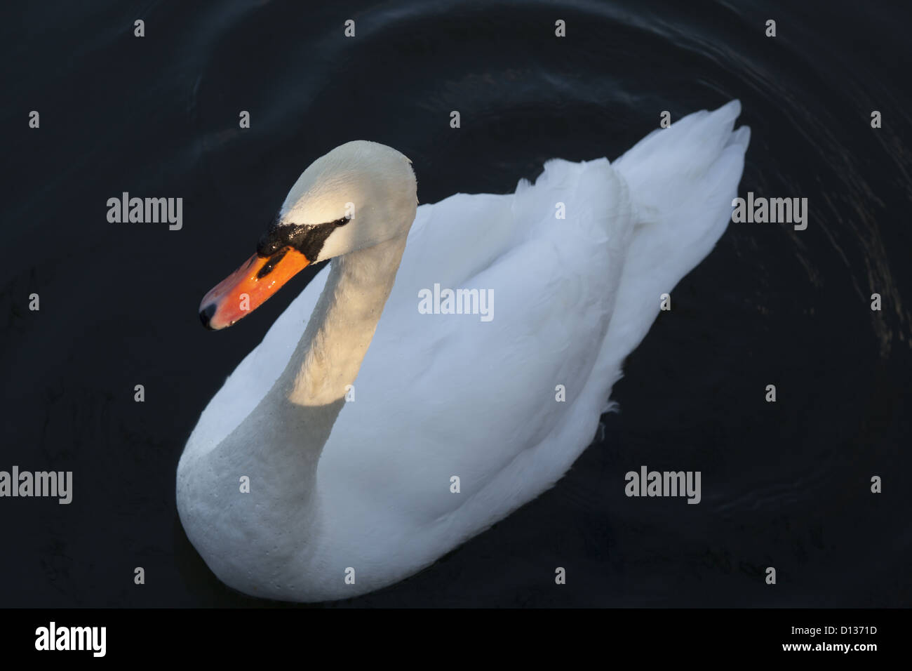 Swan from above, Prospect Park Lake, Brooklyn, NY Stock Photo - Alamy