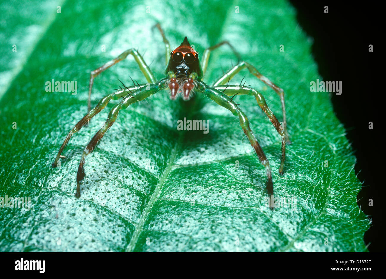 Indonesian jumping spider hi-res stock photography and images - Alamy