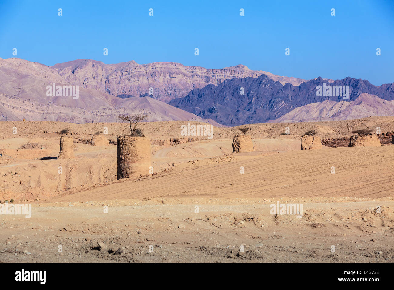 A Lone Acacia Tree In The Jordan Valley; Israel Stock Photo - Alamy