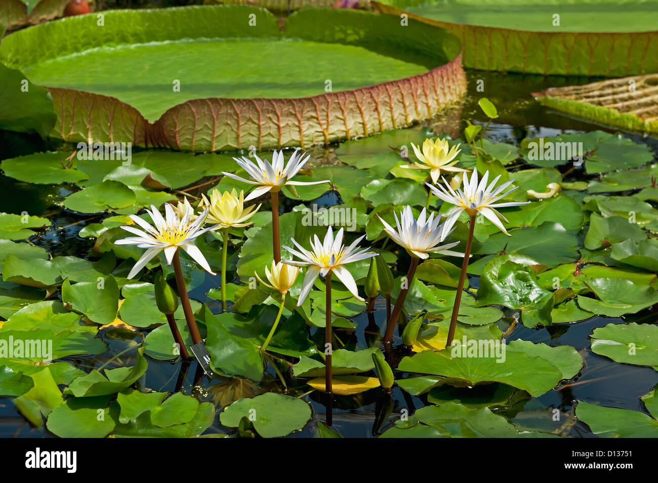 Lily Pads Floating In Water; Oxford England Stock Photo - Alamy