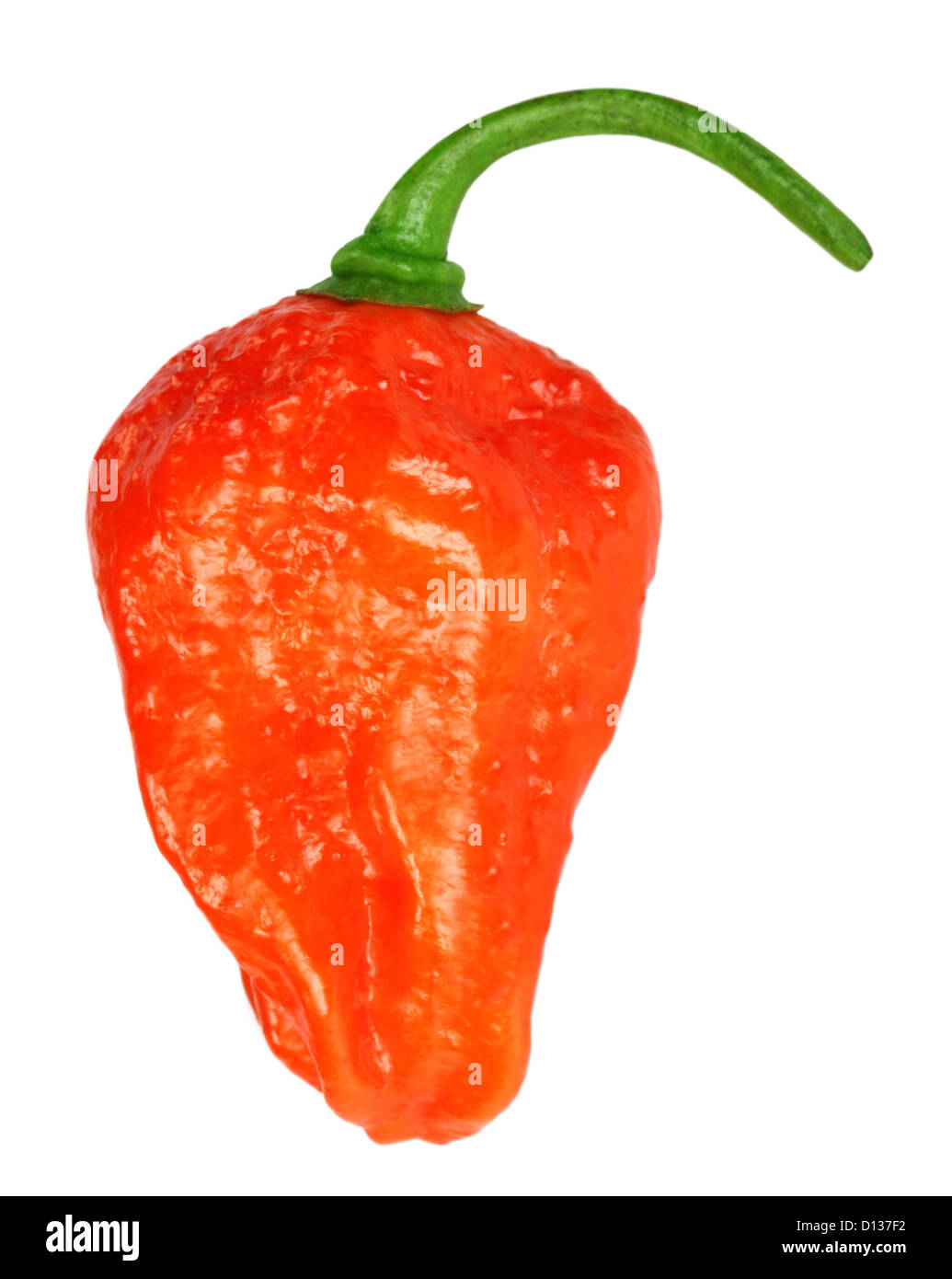 Capsicum chinense naga morich hi-res stock photography and images - Alamy