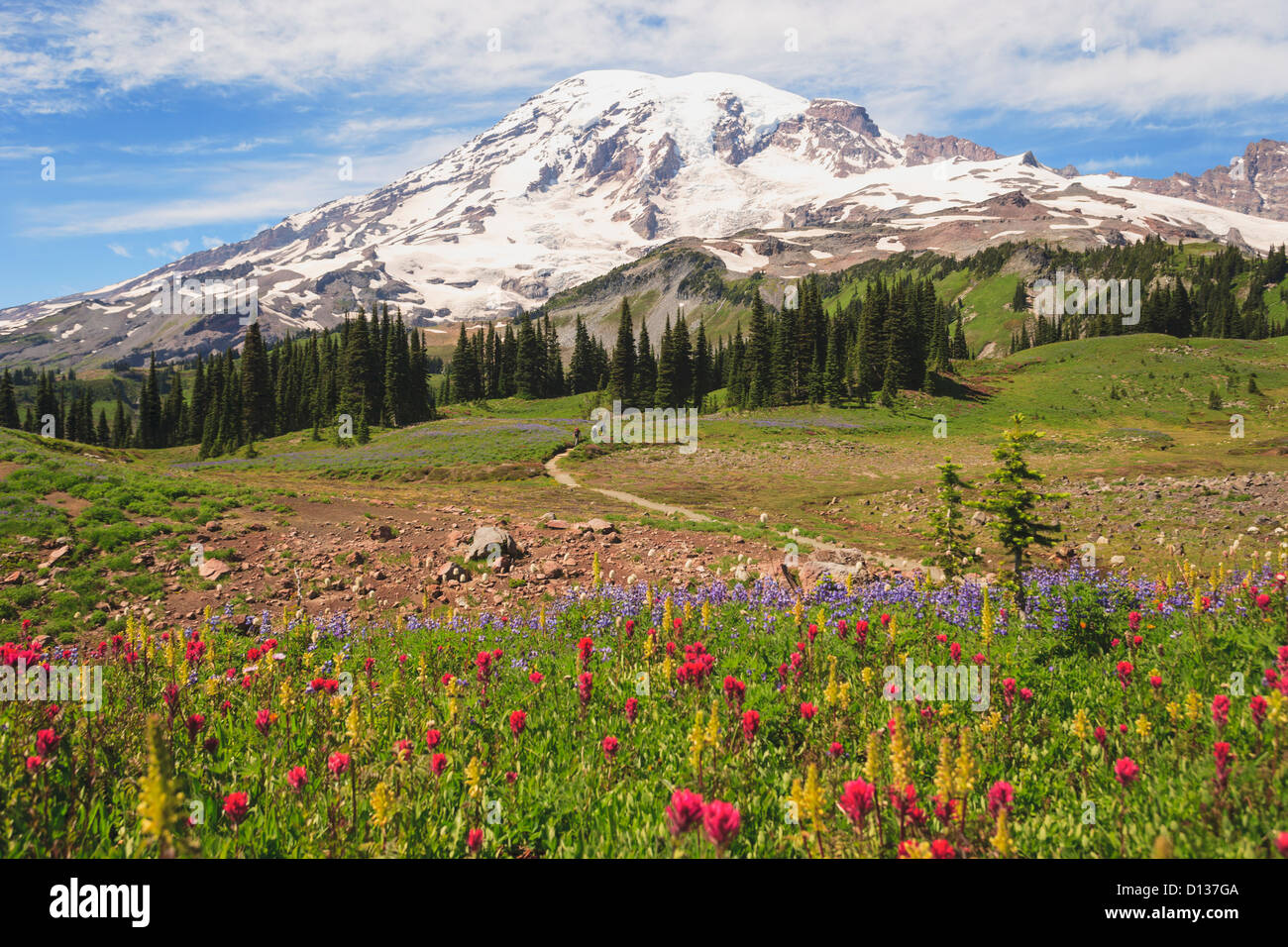 Alpine Wildflowers And Mount Rainier In Mount Rainier National Park ...
