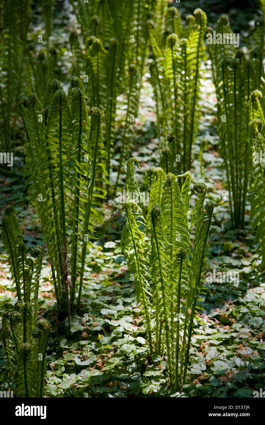 Berlin, Germany, Fern rolls out its leaves Stock Photo - Alamy