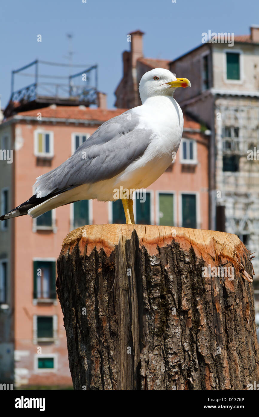 Seagull in Venice, Italy Stock Photo - Alamy