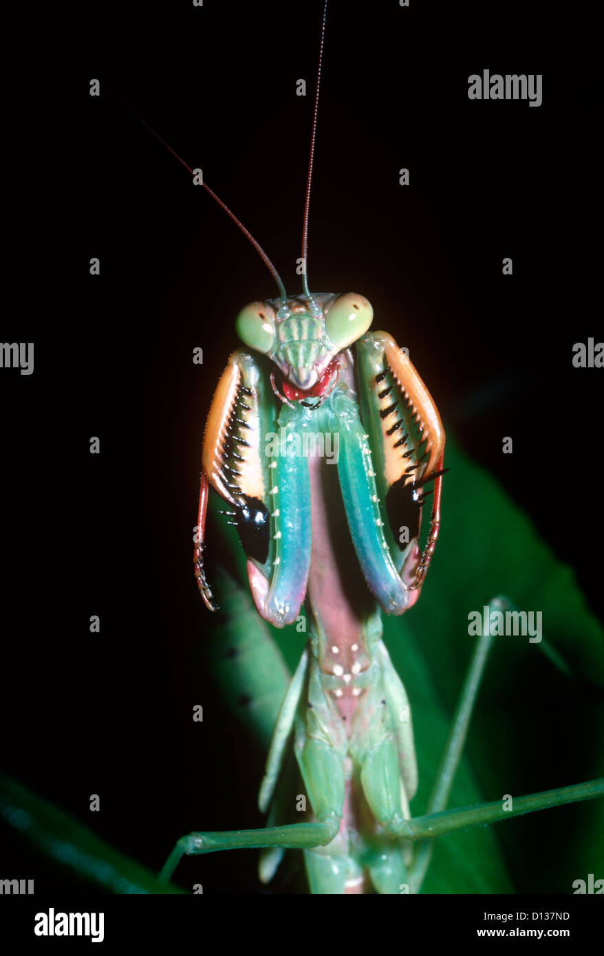 Madagascan Marbled Mantis (Polyspilota aeruginosa) nymph revealing its ...