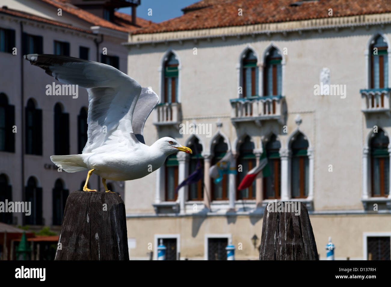Seagull in Venice, Italy Stock Photo - Alamy