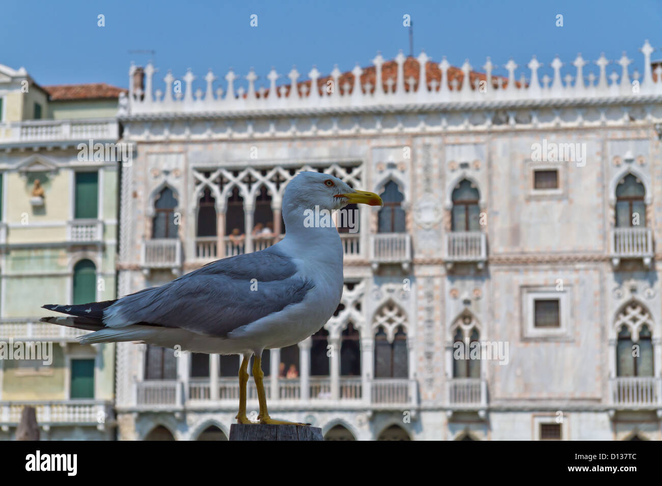Seagull in Venice, Italy Stock Photo - Alamy