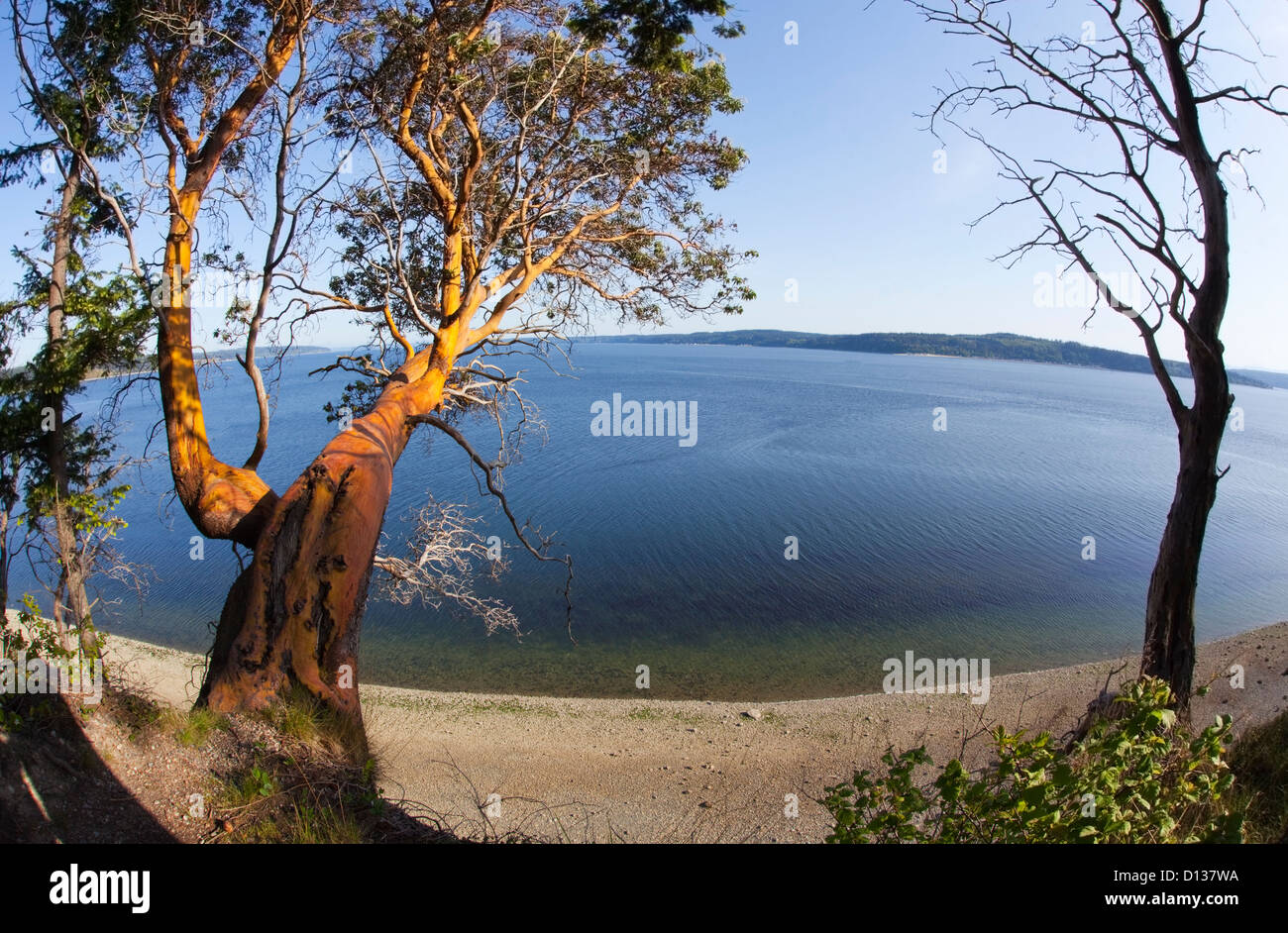 Pacific Madrona High Resolution Stock Photography and Images - Alamy