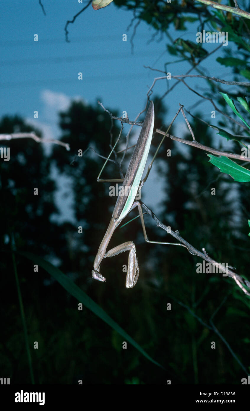 Chinese mantis (Tenodera aridifolia sinensis) female, S. Carolina. An ...
