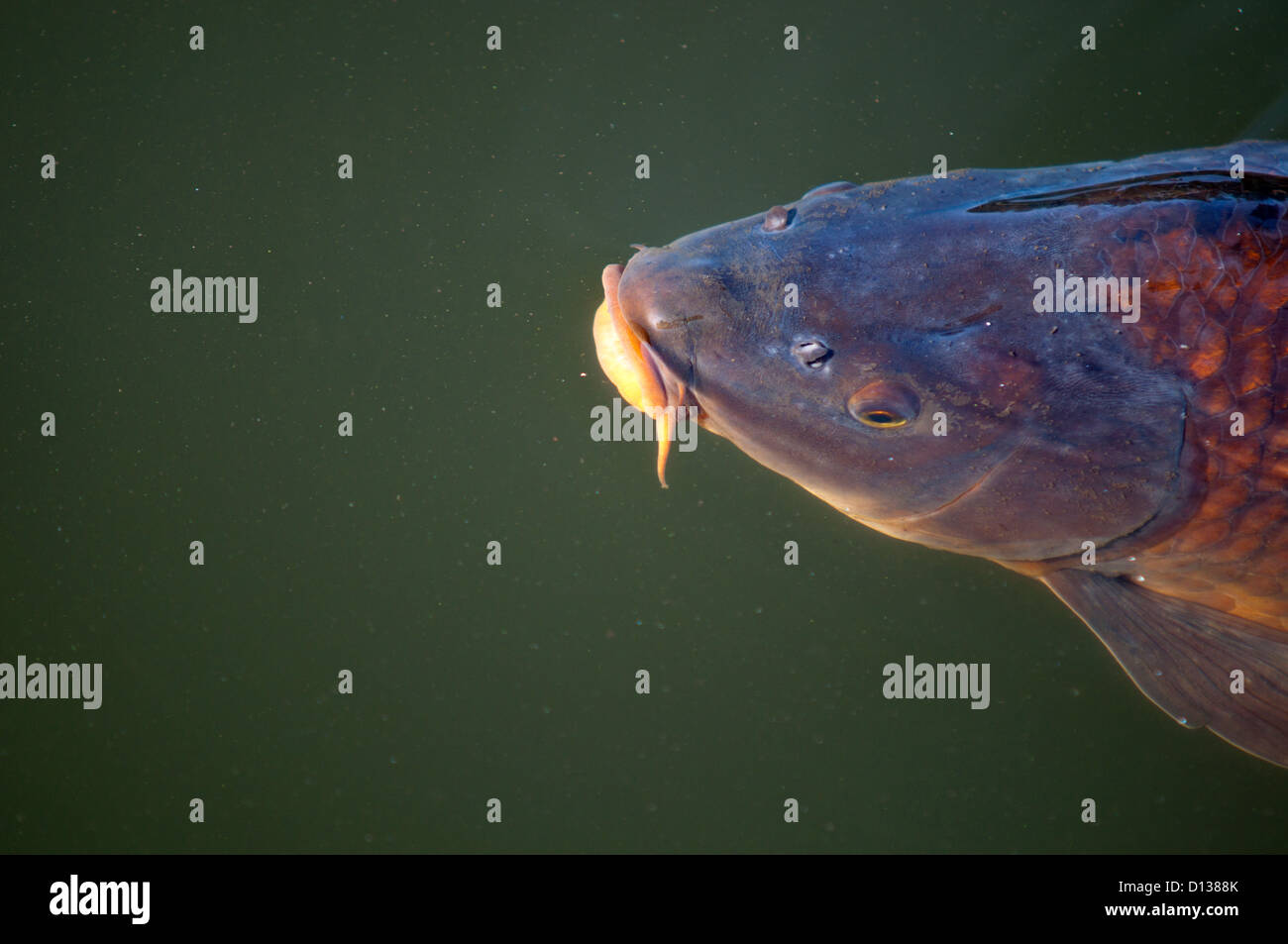 Common carp (Cyprinus carpio) feeding at surface of the water Stock ...