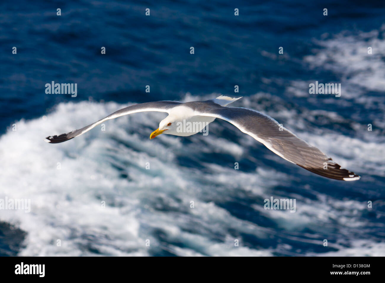 Seafowl hi-res stock photography and images - Alamy