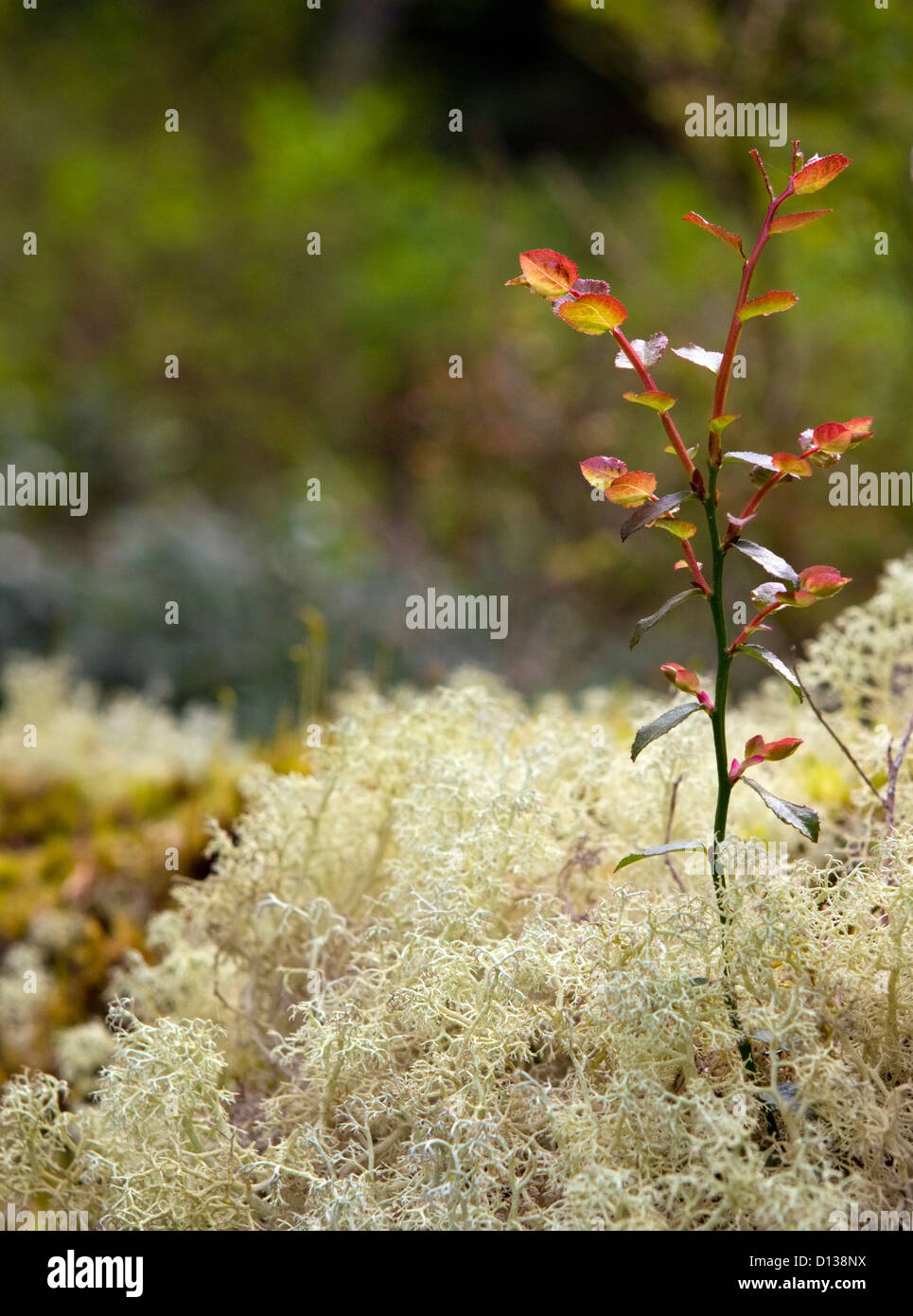 Close up lichen hi-res stock photography and images - Alamy