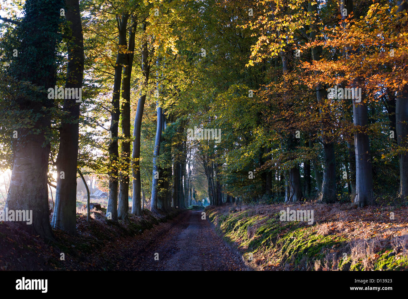 Normandy woods hi-res stock photography and images - Alamy
