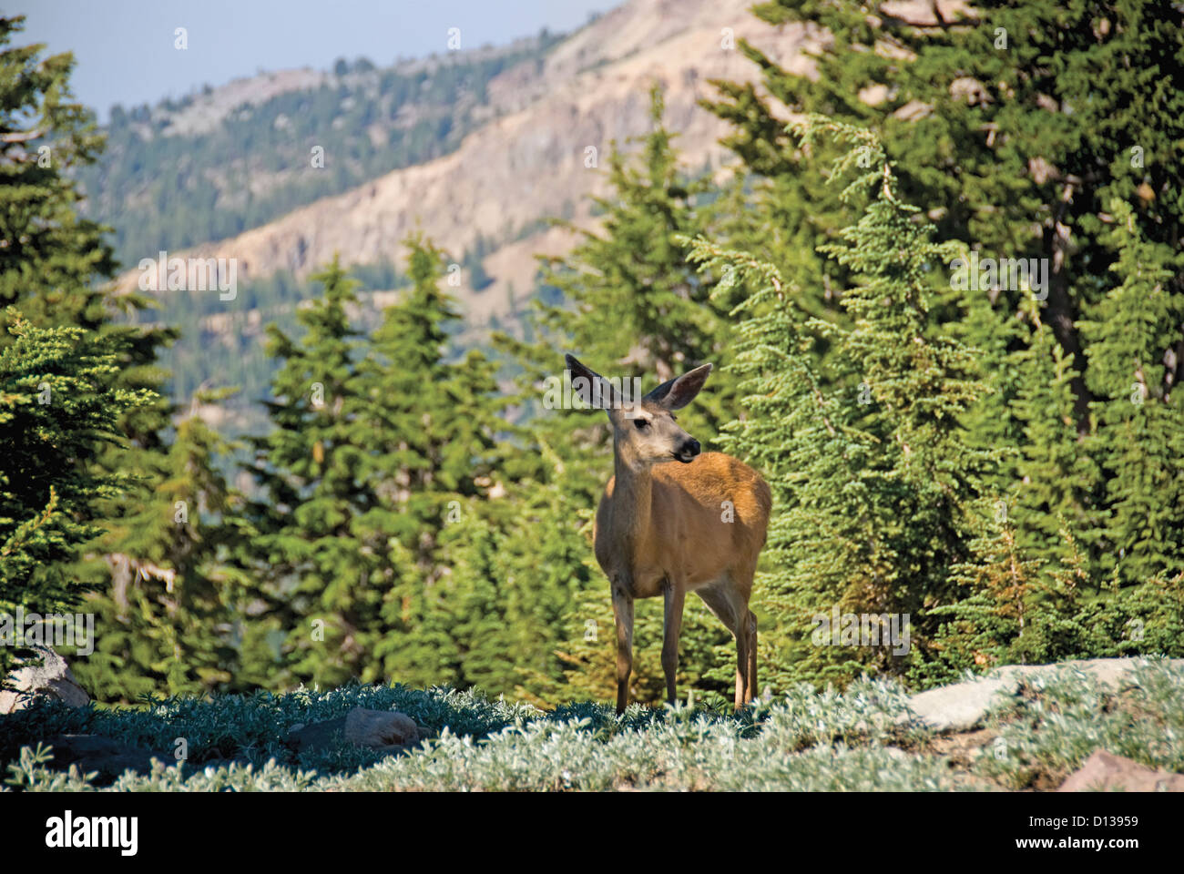 Young Mule Deer With Mountains In The Background; California United ...