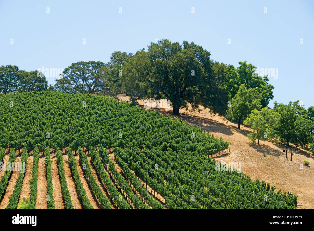 Napa valley vineyards oak tree hi-res stock photography and images - Alamy