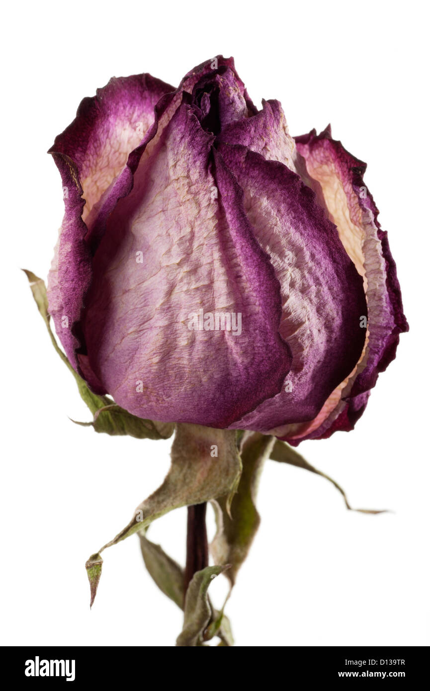 Single dried rose flower, isolated on white background Stock Photo - Alamy