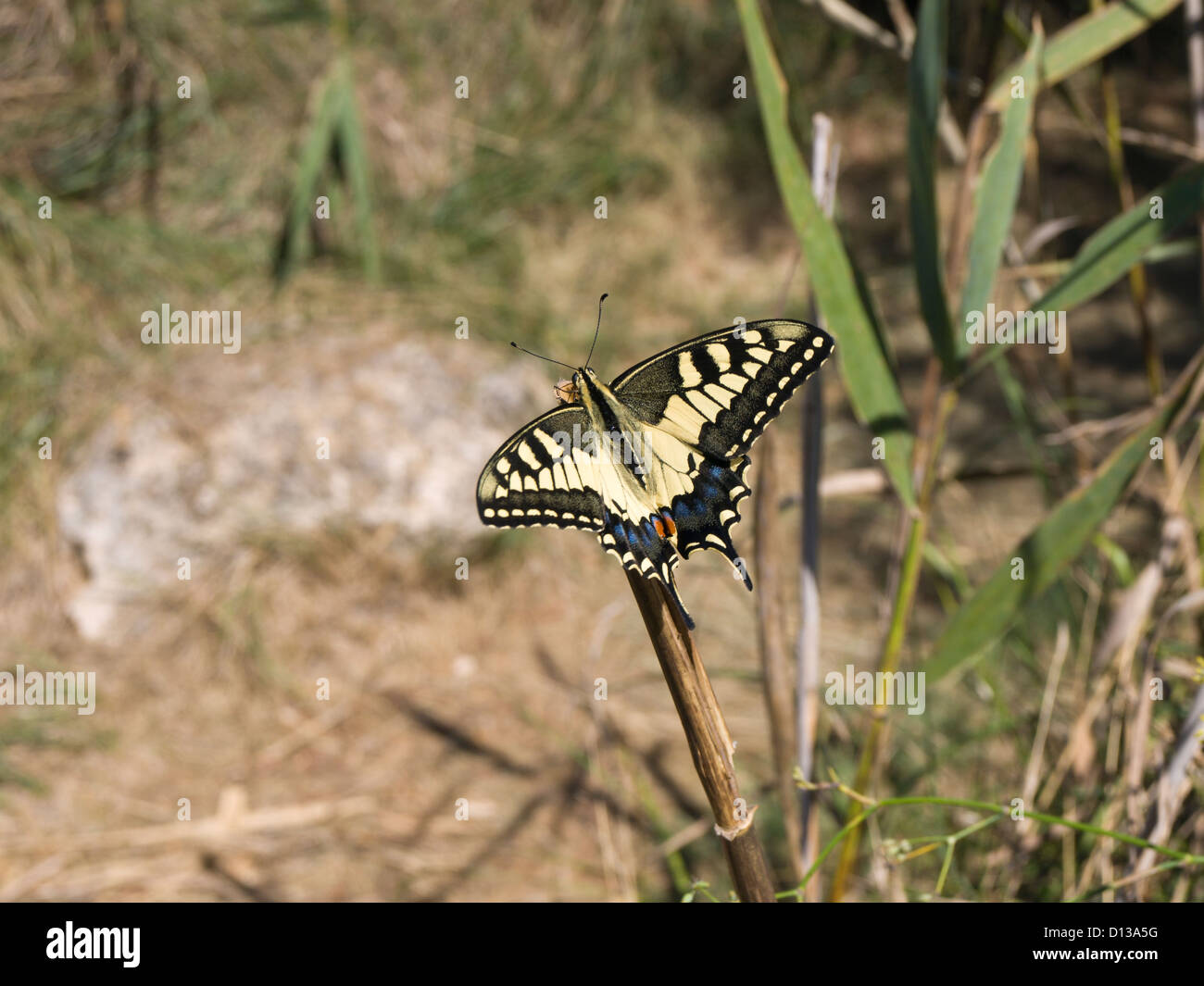 Common yellow swallowtail hi-res stock photography and images - Alamy