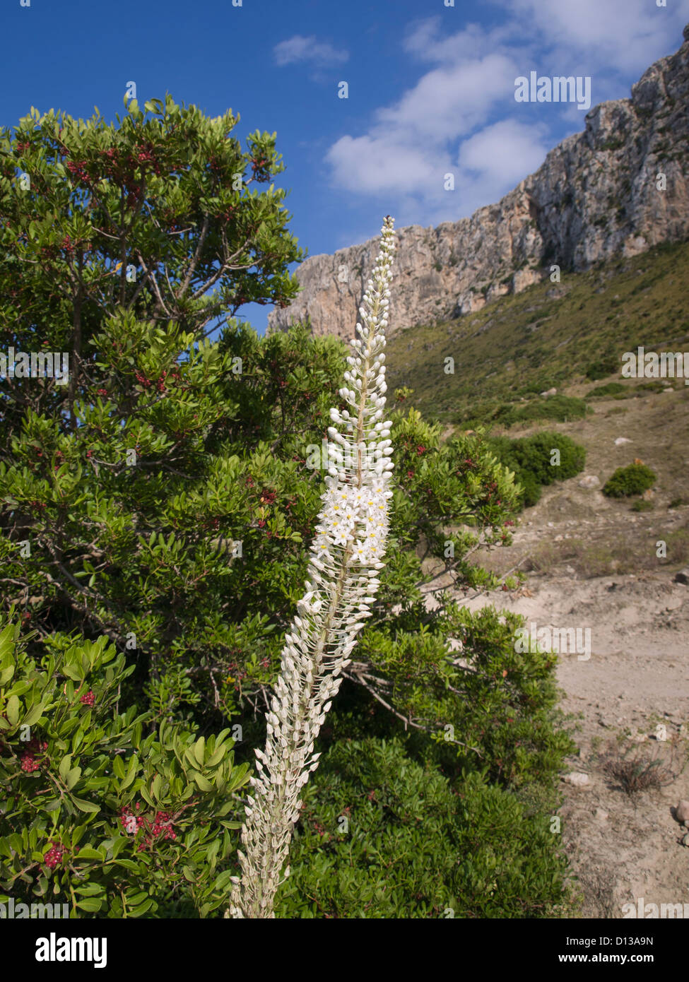 White flower wildflower plant nature landscape tall spier sea squill hi ...