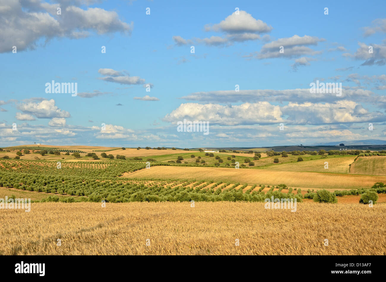 Spanish agriculture hi-res stock photography and images - Alamy