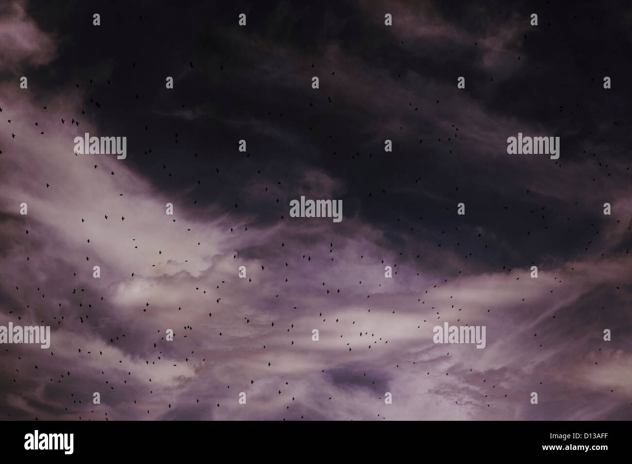 Germany, Dark clouds with flocks of birds Stock Photo - Alamy