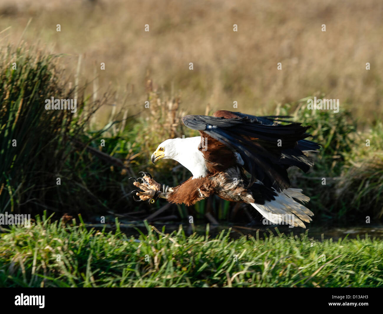 Swooping eagle hi-res stock photography and images - Alamy