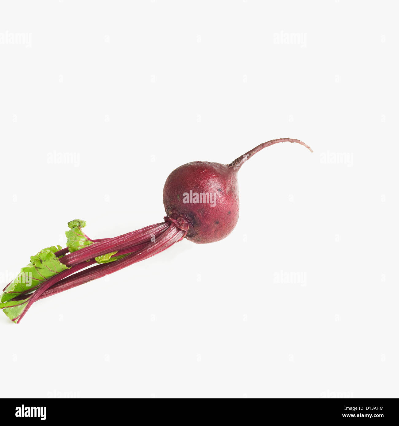 Full Length Studio Shot Of Beet Stock Photo - Alamy
